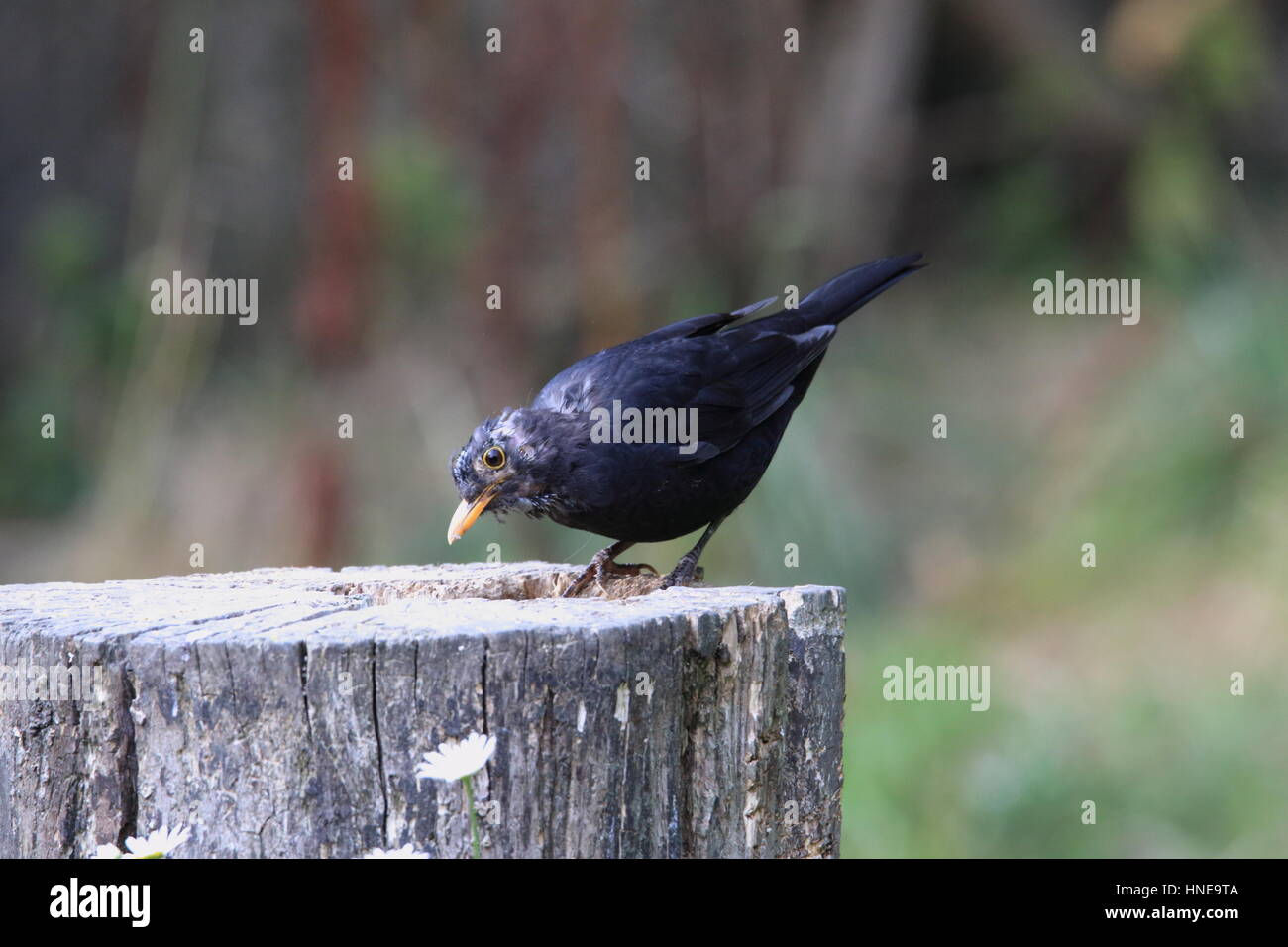Bird eating hi-res stock photography and images - Alamy
