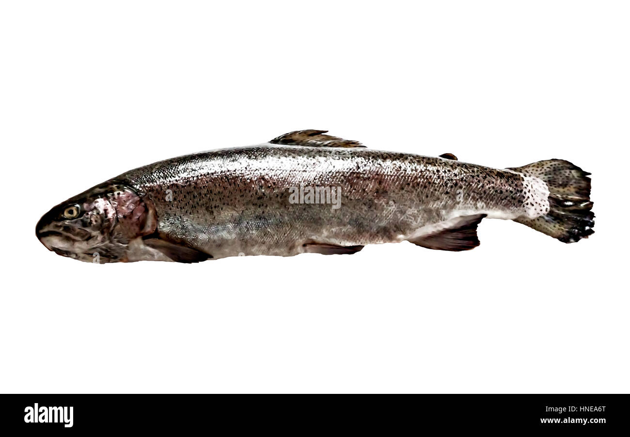 fresh fish salmon sea trout on a white background isolated Stock Photo ...