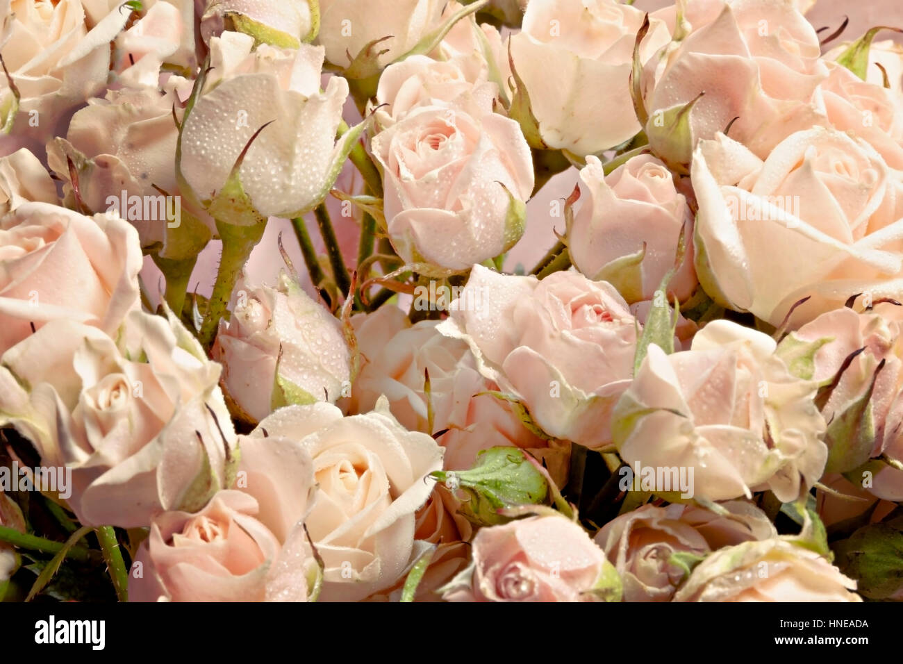 Many little pink roses hi-res stock photography and images - Alamy