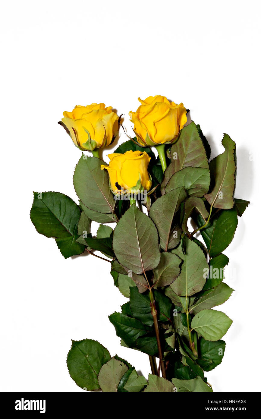 Three yellow roses on a white background Stock Photo - Alamy