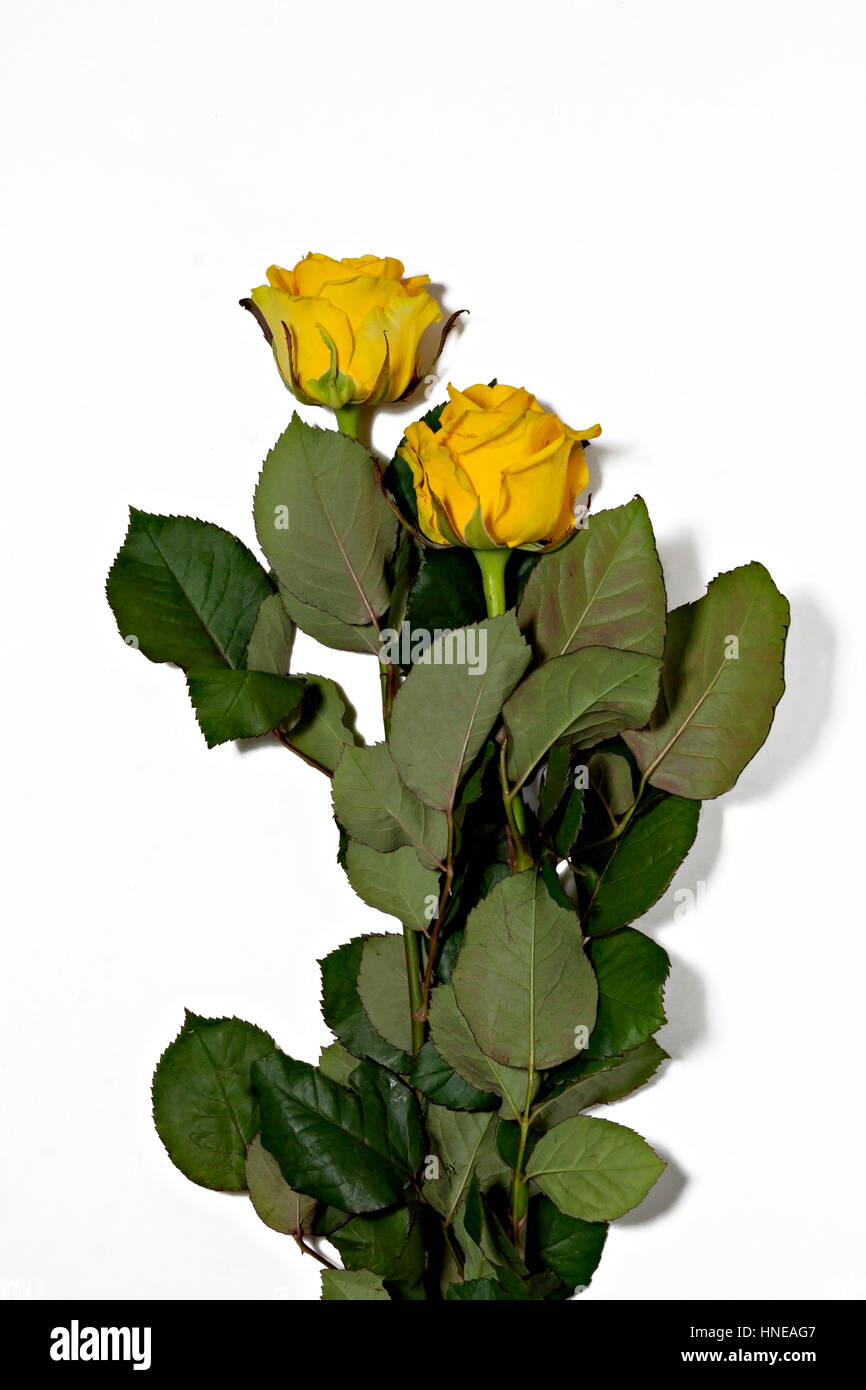 Two yellow roses on a white background Stock Photo - Alamy