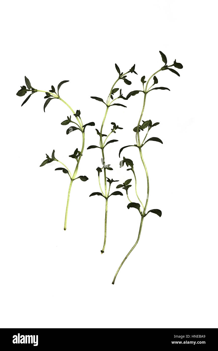Thyme plant close up hi-res stock photography and images - Alamy