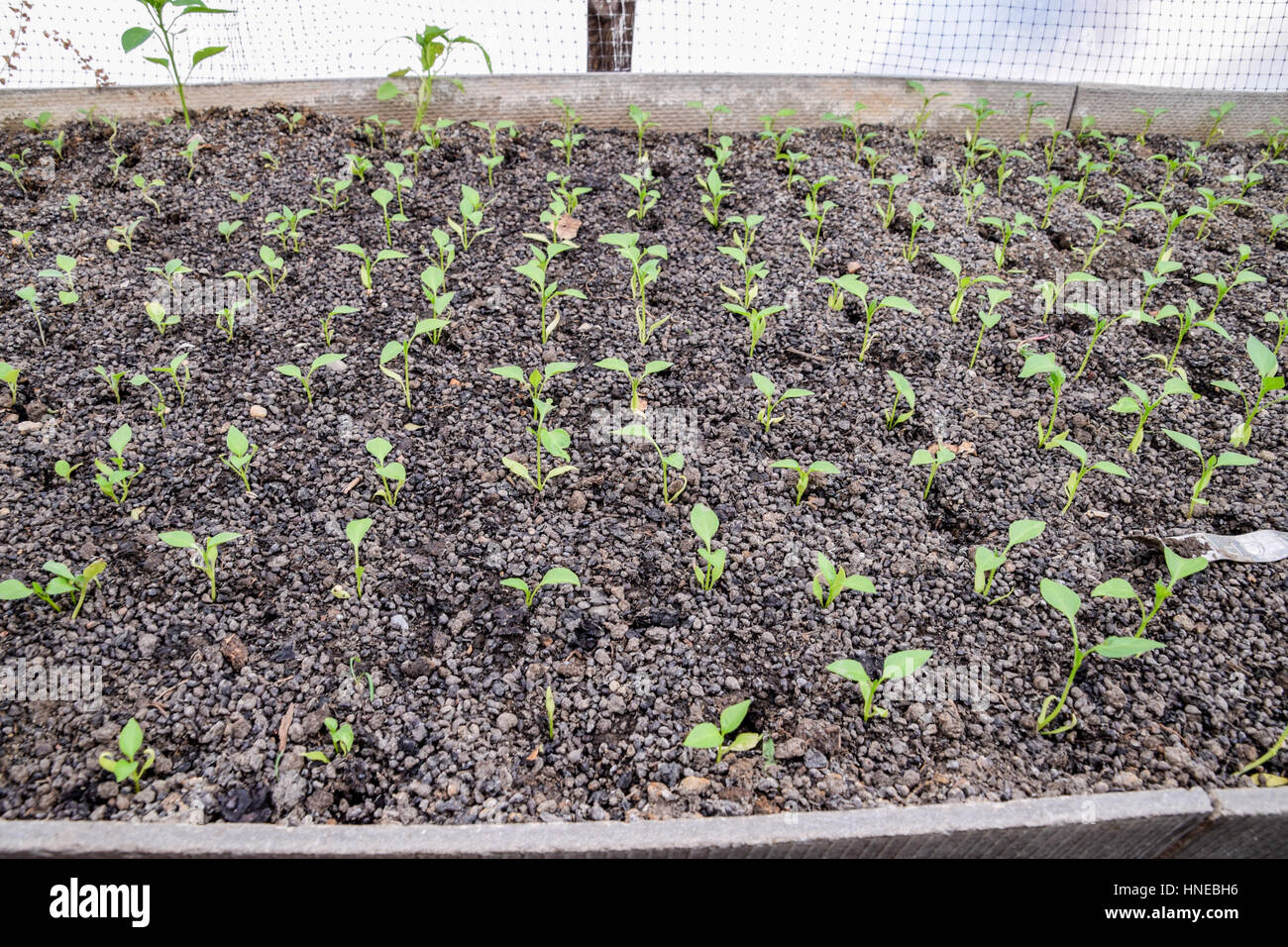Seedlings of pepper. Pepper in greenhouse cultivation. Seedlings in the ...
