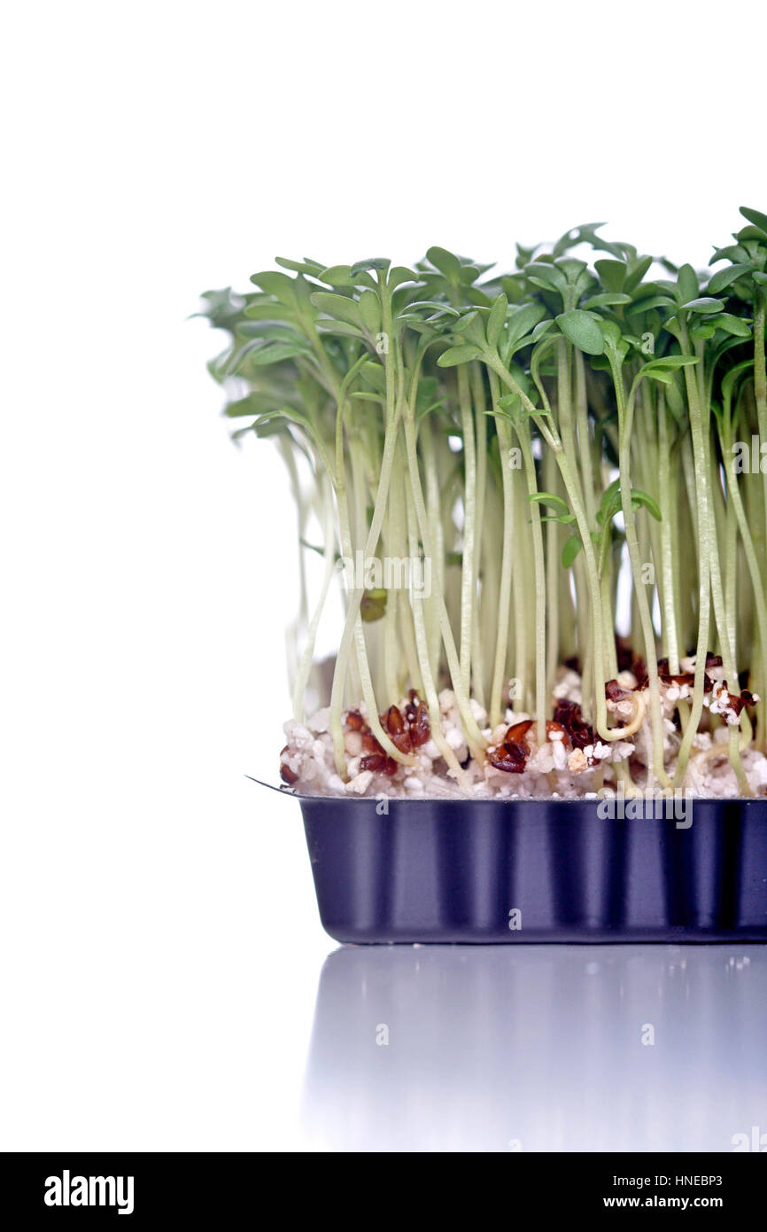 Cress dish hi-res stock photography and images - Alamy