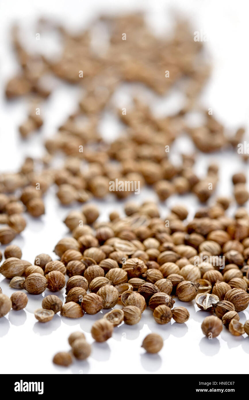 Close up of dried mustard seeds Stock Photo - Alamy