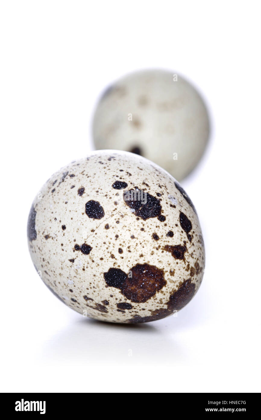 Quail eggs - studio shot Stock Photo - Alamy