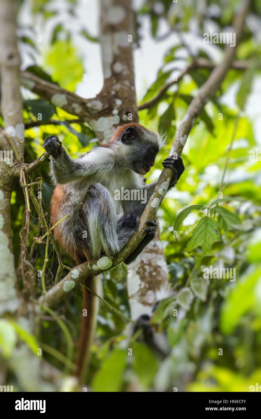 Endangered Zanzibar red colobus monkey (Procolobus kirkii), Jozani ... Endangered Zanzibar red colobus monkey (Procolobus kirkii), Jozani ...