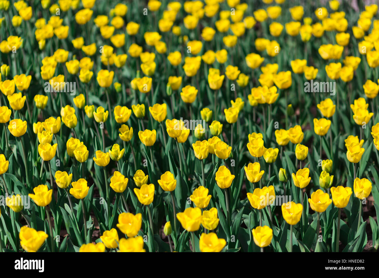 YellowTulips in a Spring Garden Stock Photo - Alamy