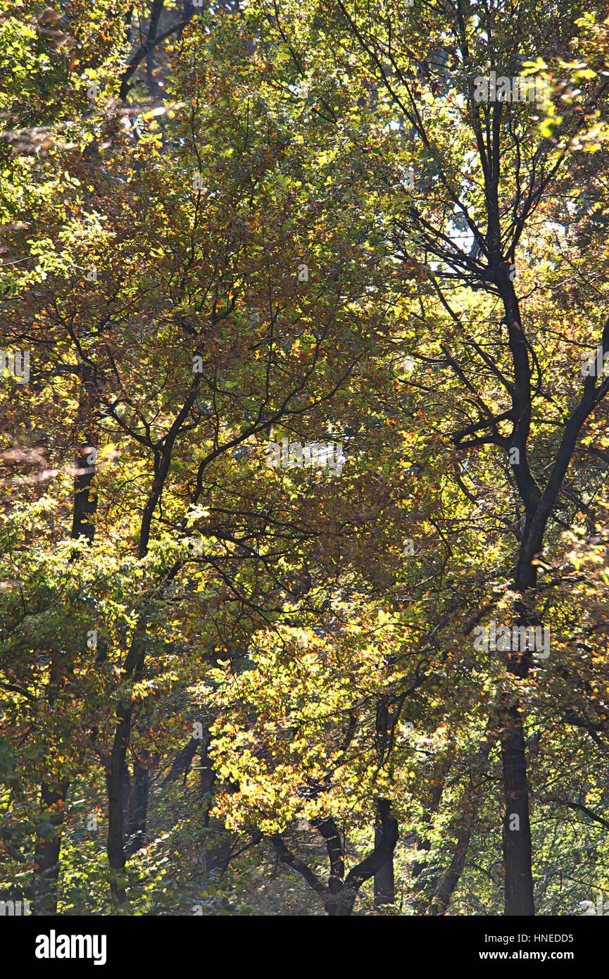 Autumn trees in woods Stock Photo - Alamy