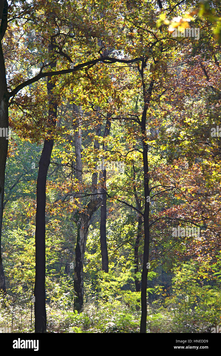 Autumn trees in woods Stock Photo - Alamy