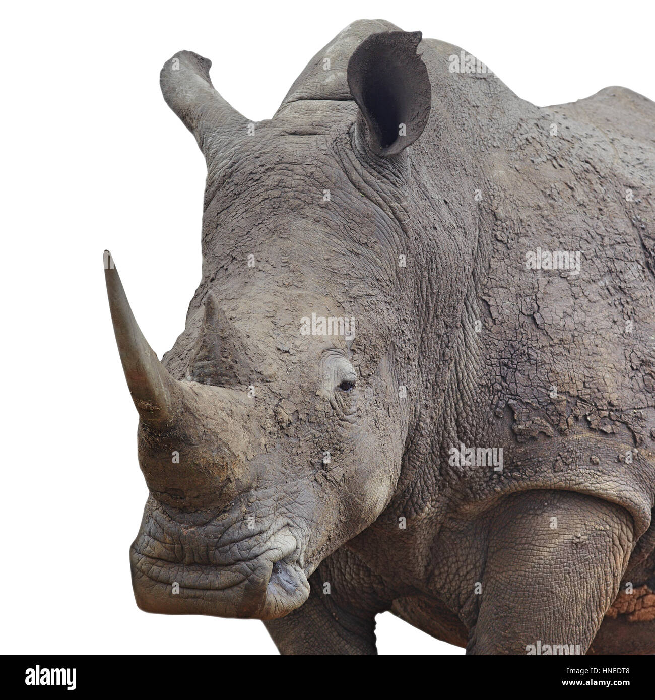 Rhinoceros standing over white background Stock Photo - Alamy