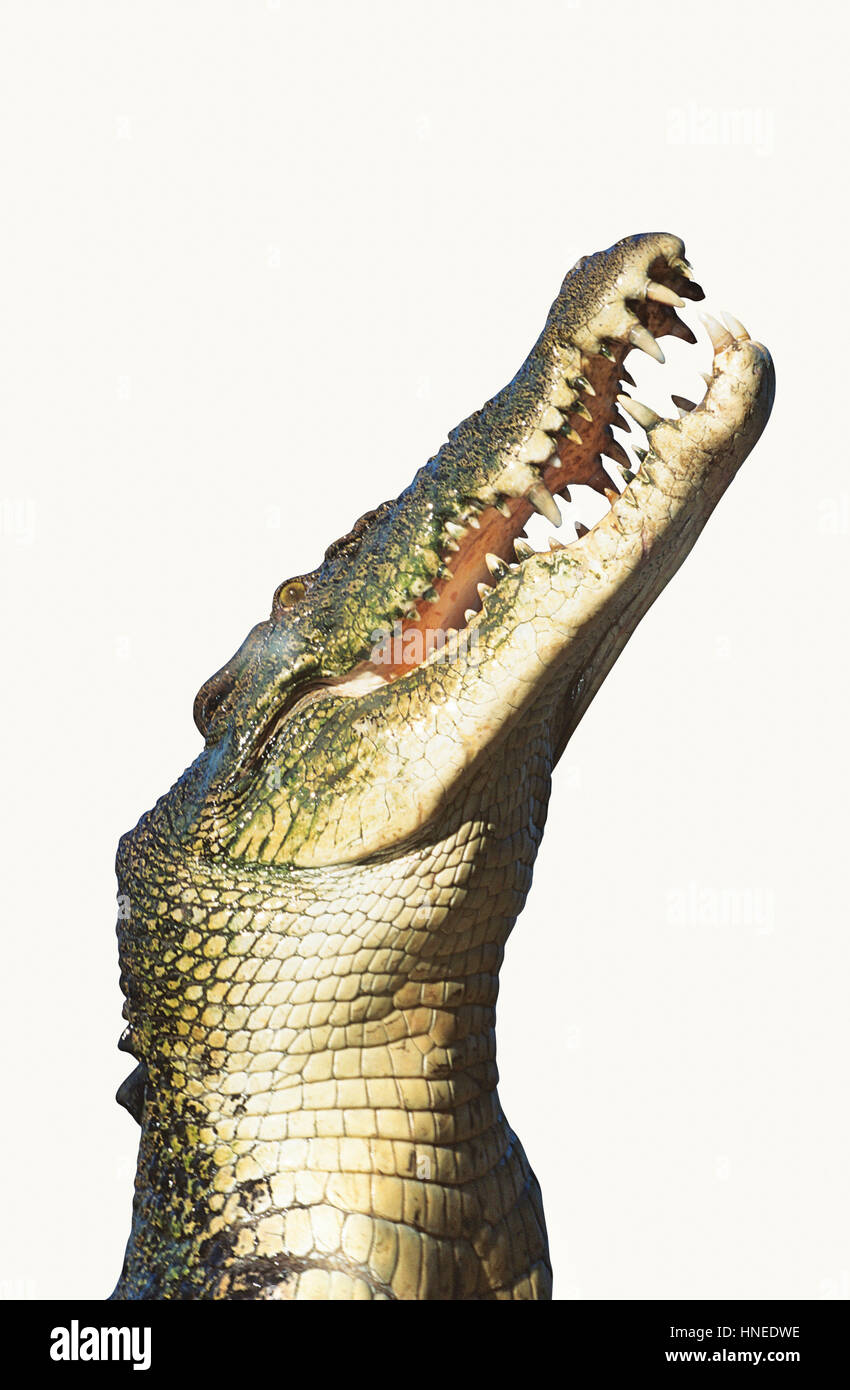 Side view of crocodile over white background Stock Photo - Alamy
