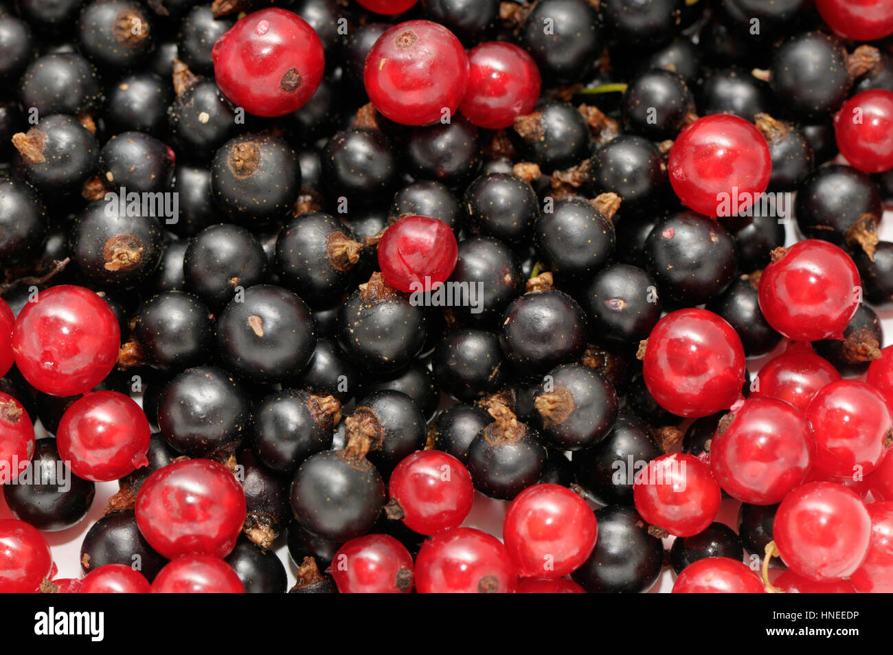 Red currant texture hi-res stock photography and images - Alamy