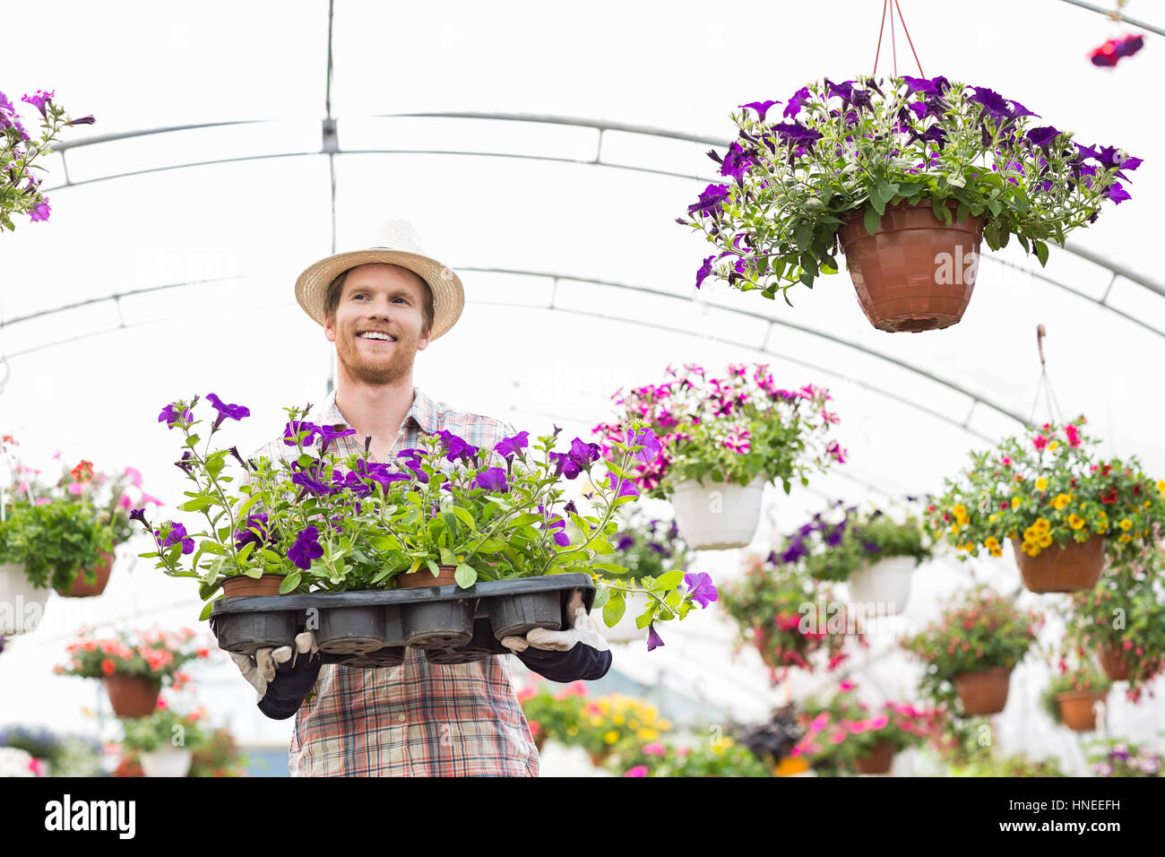 Happy gardener holding flower pots in crate at greenhouse Stock Photo ...