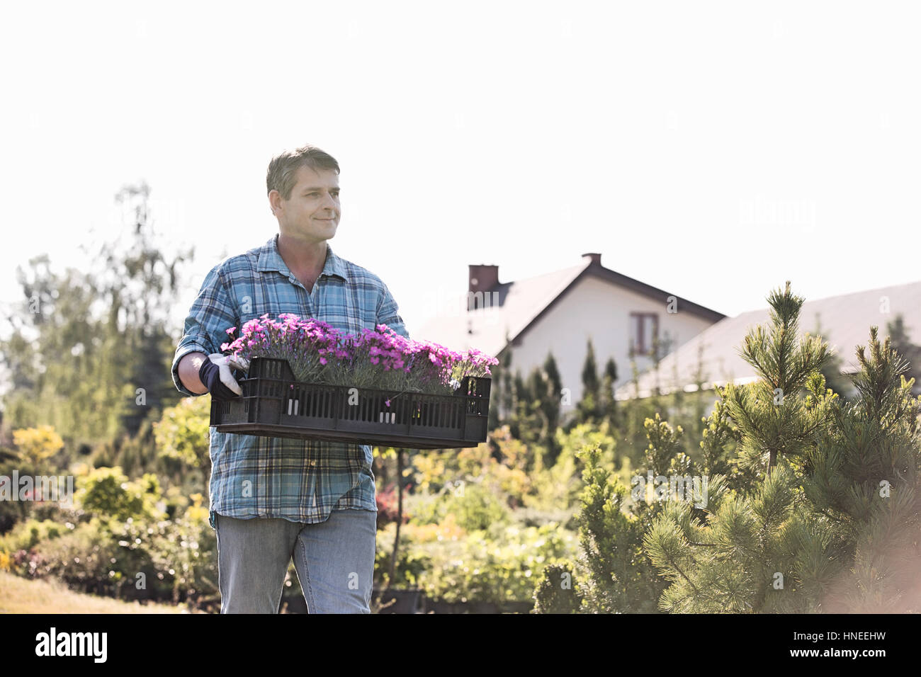 Gardener walking while carrying crate of flower pots in garden Stock ...