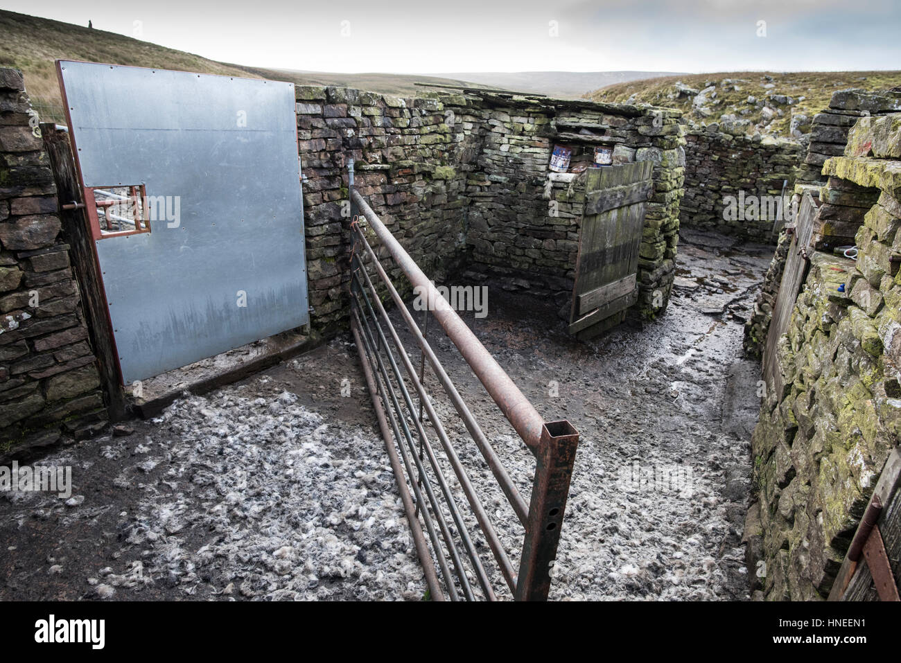 Interior of a currently used sheepfold, showing gates to control stock ...