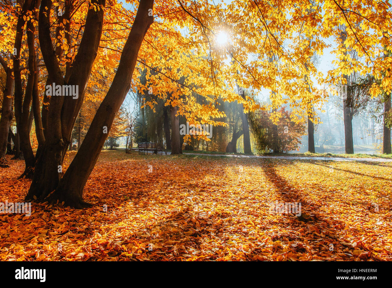 Rays pass through tree hi-res stock photography and images - Alamy