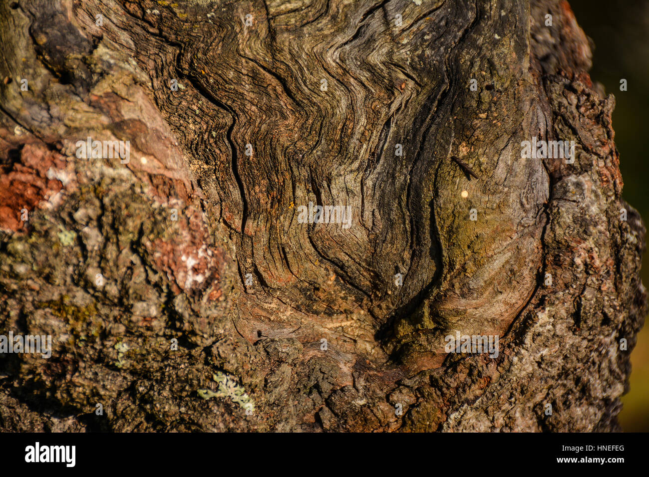 Old tree with the knot Stock Photo - Alamy