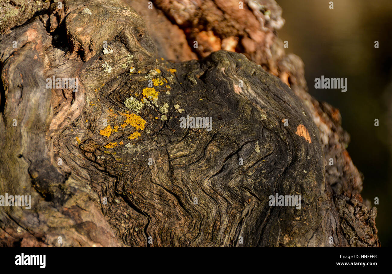 Old tree with the knot Stock Photo - Alamy