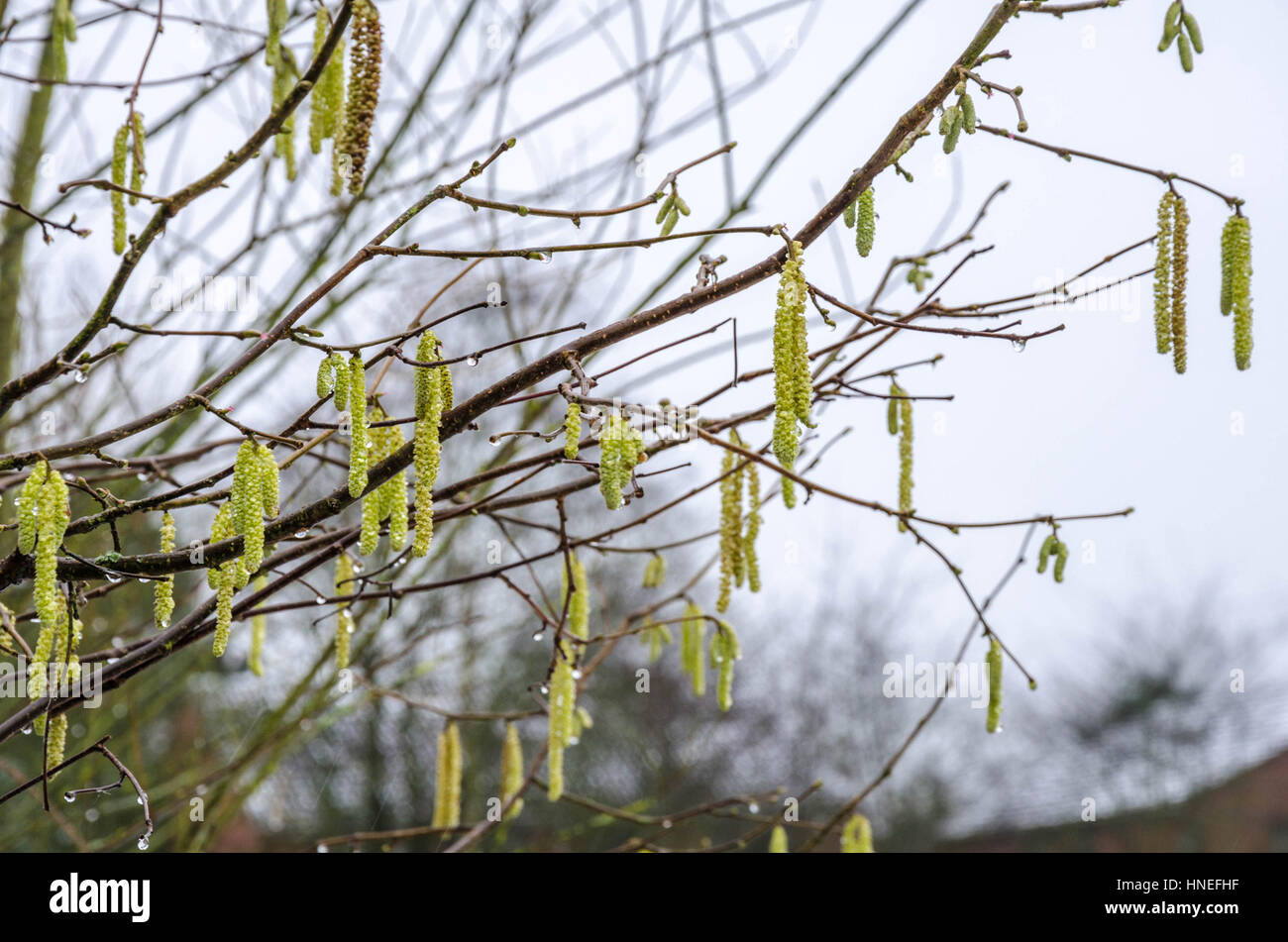 Cluster of catkins hi-res stock photography and images - Alamy