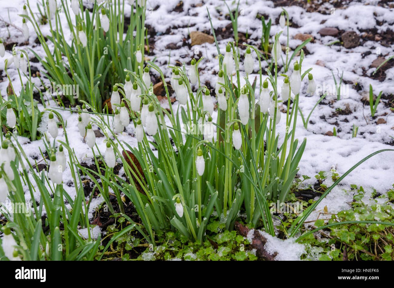Snowdrops pictures on a February morning Stock Photo - Alamy