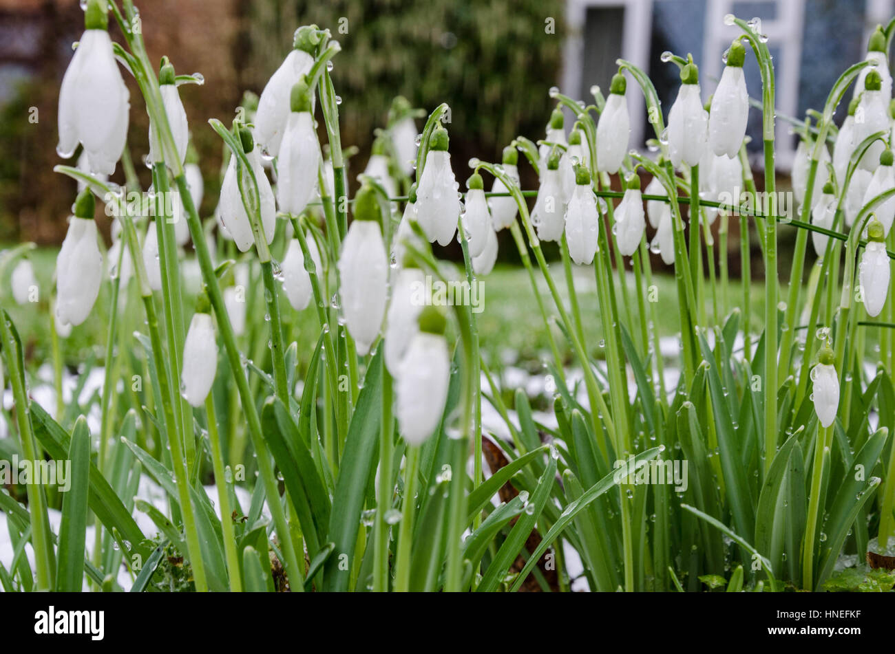 Snowdrops pictures on a February morning Stock Photo - Alamy