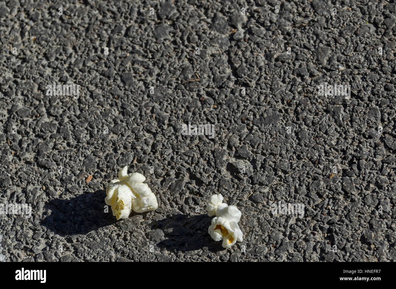 Popped popcorn kernel on a asphalt background, village Pancharevo ...