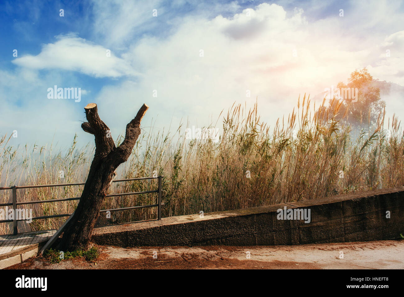 Reed in autumn Stock Photo - Alamy