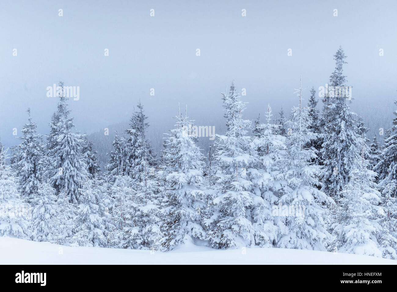 winter landscape trees in frost and fog Stock Photo - Alamy
