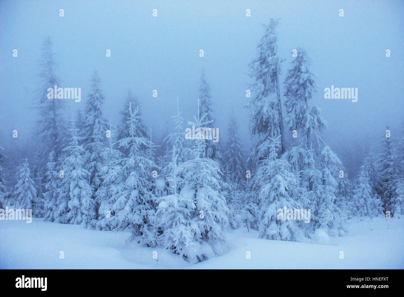winter landscape trees in frost and fog Stock Photo - Alamy