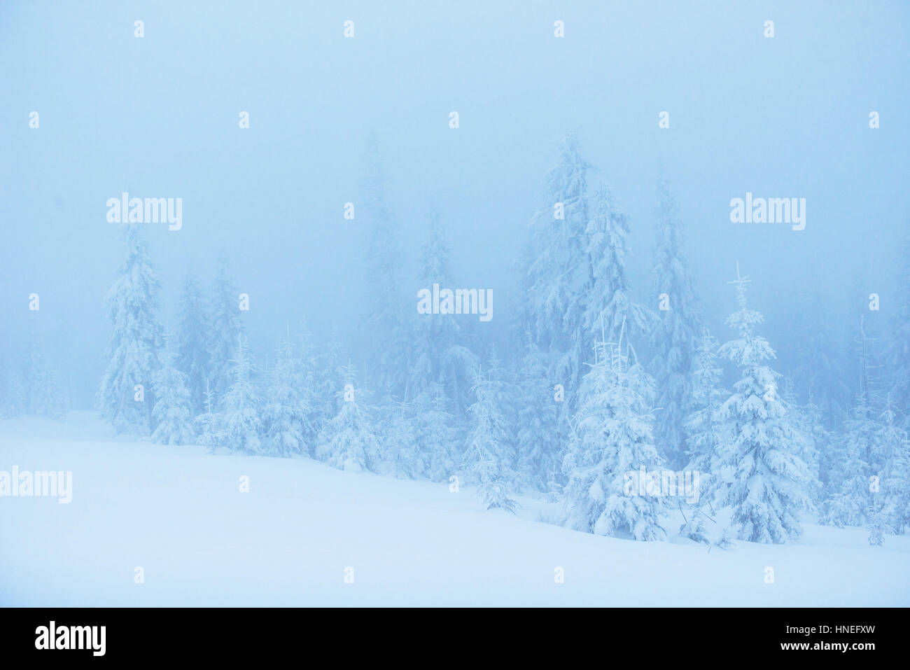 winter landscape trees in frost and fog Stock Photo - Alamy