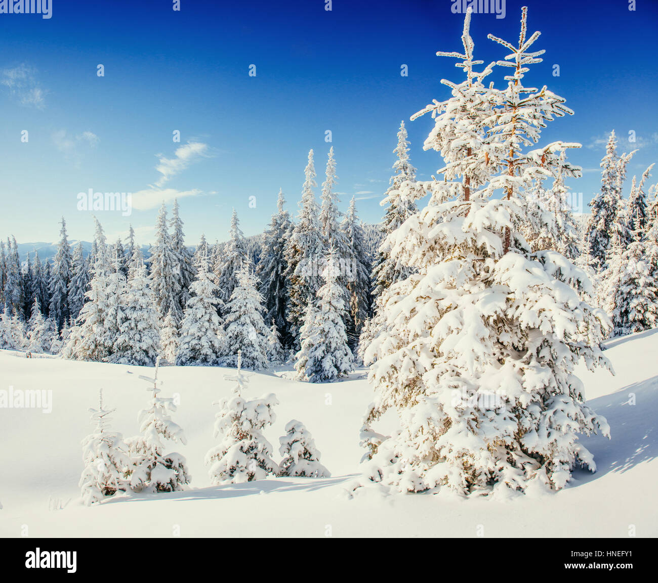 Winter tree in snow Stock Photo - Alamy
