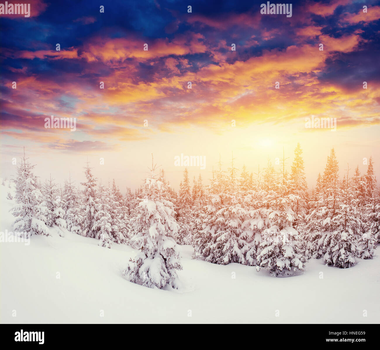 magical winter snow covered tree Stock Photo - Alamy