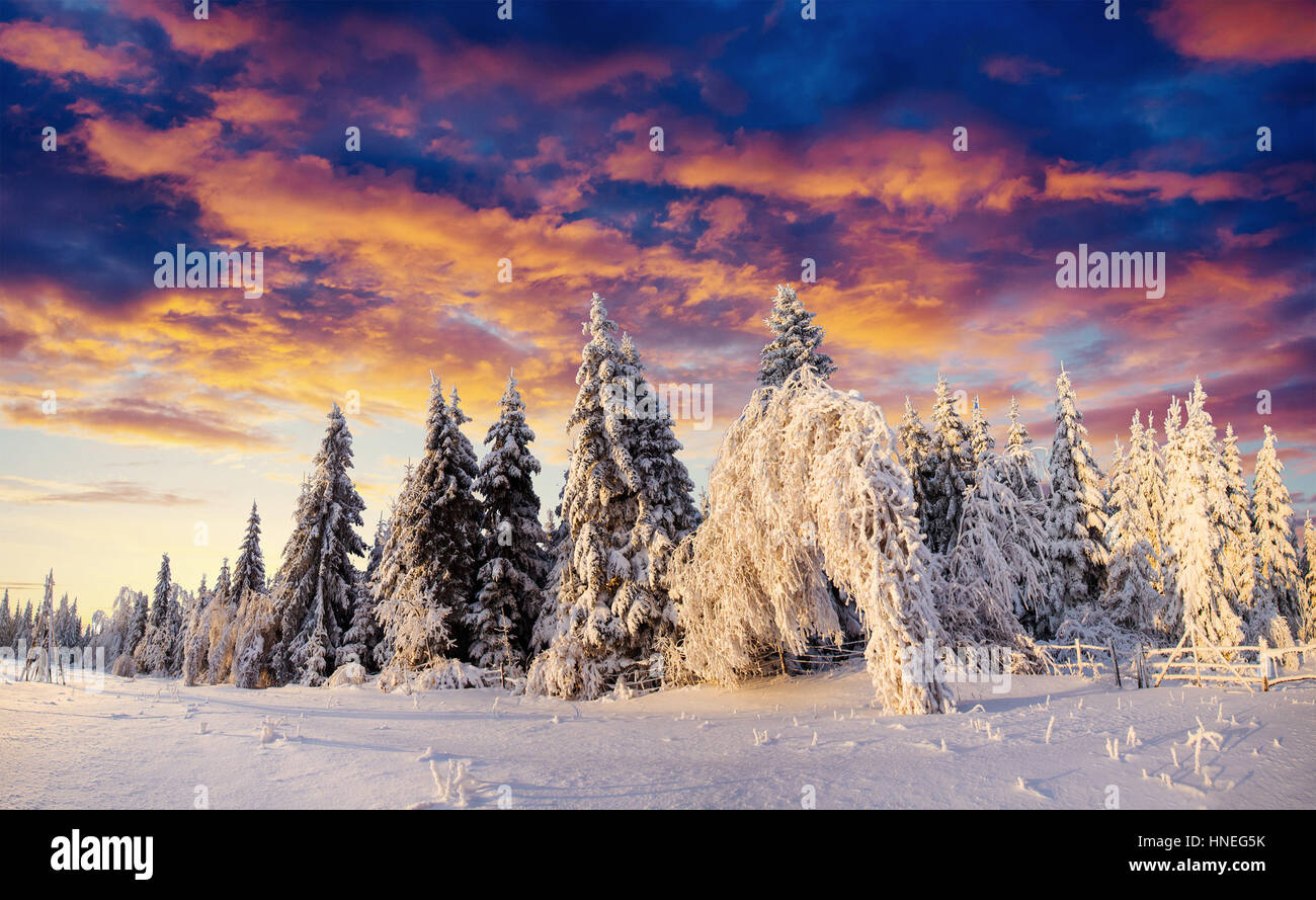 magical winter snow covered tree Stock Photo - Alamy