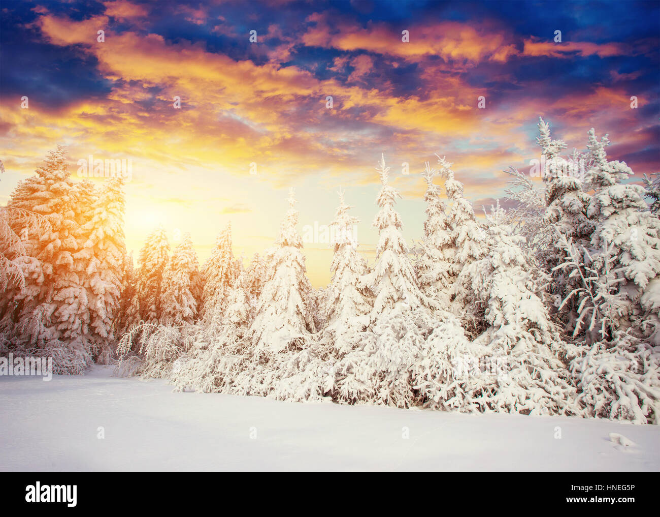 magical winter snow covered tree Stock Photo - Alamy