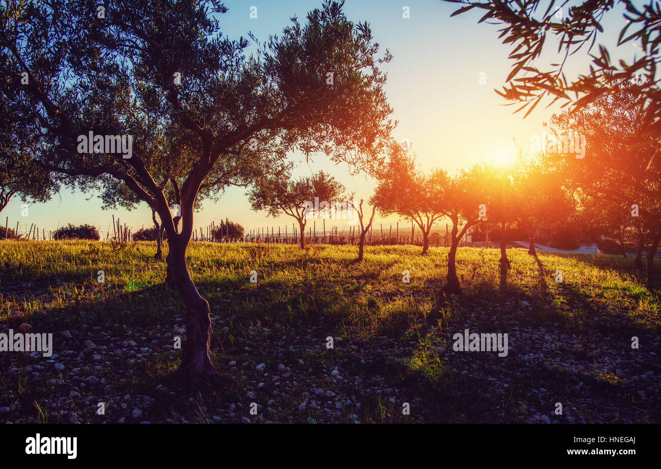 Tree shadow with sunset Stock Photo - Alamy
