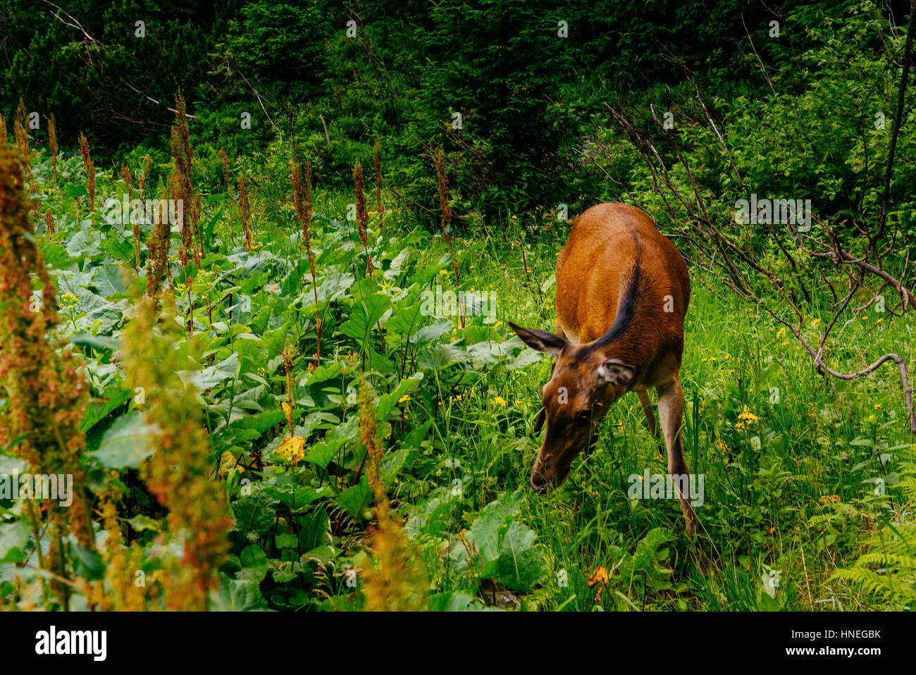 Wild deer eating grass Stock Photo - Alamy