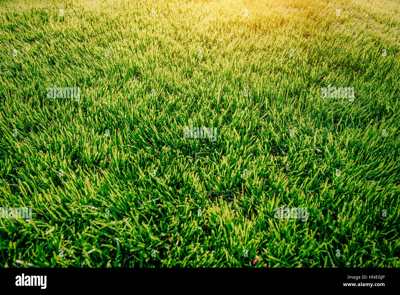 green grass. natural background texture Stock Photo - Alamy
