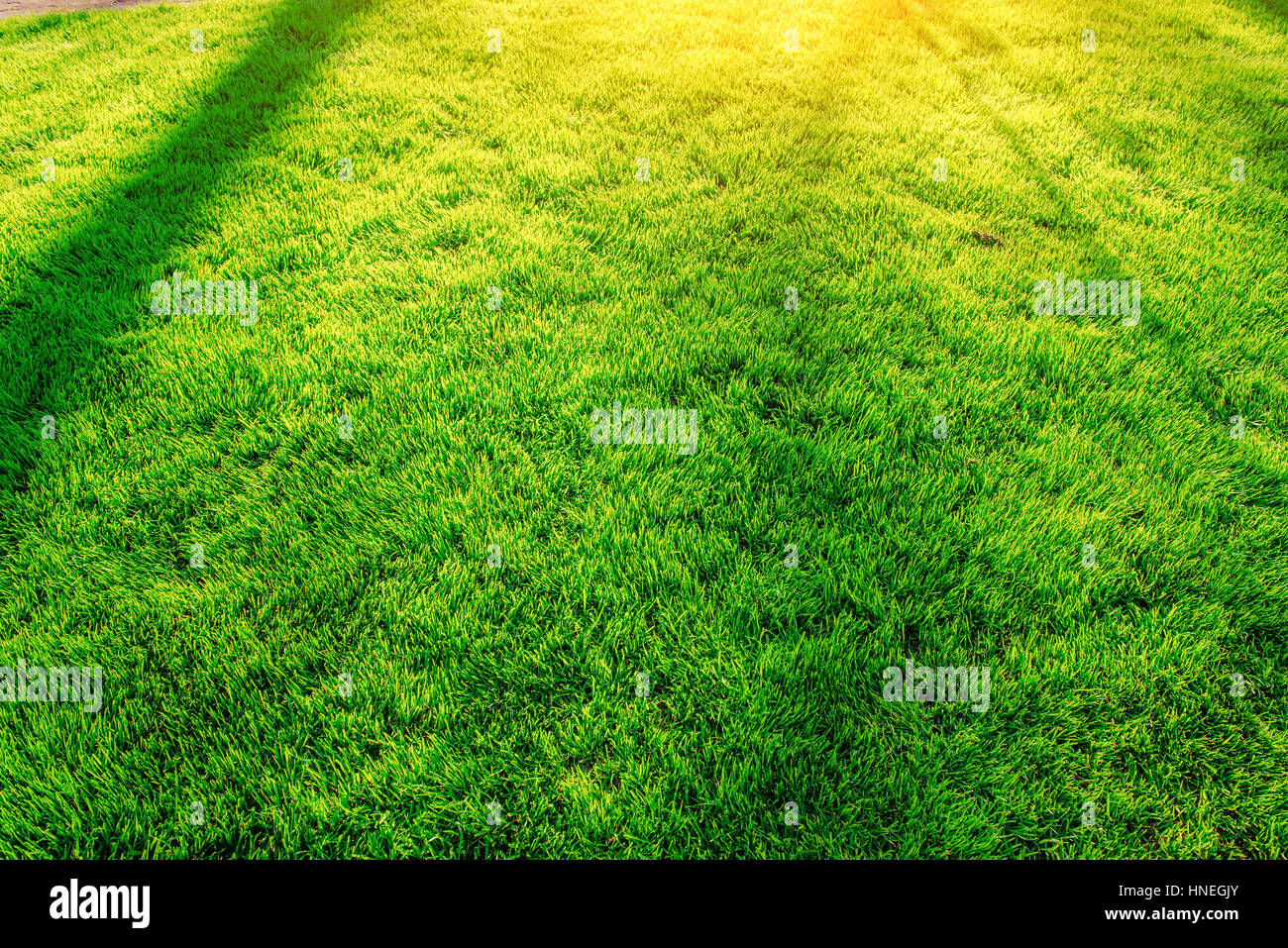 green grass. natural background texture Stock Photo - Alamy