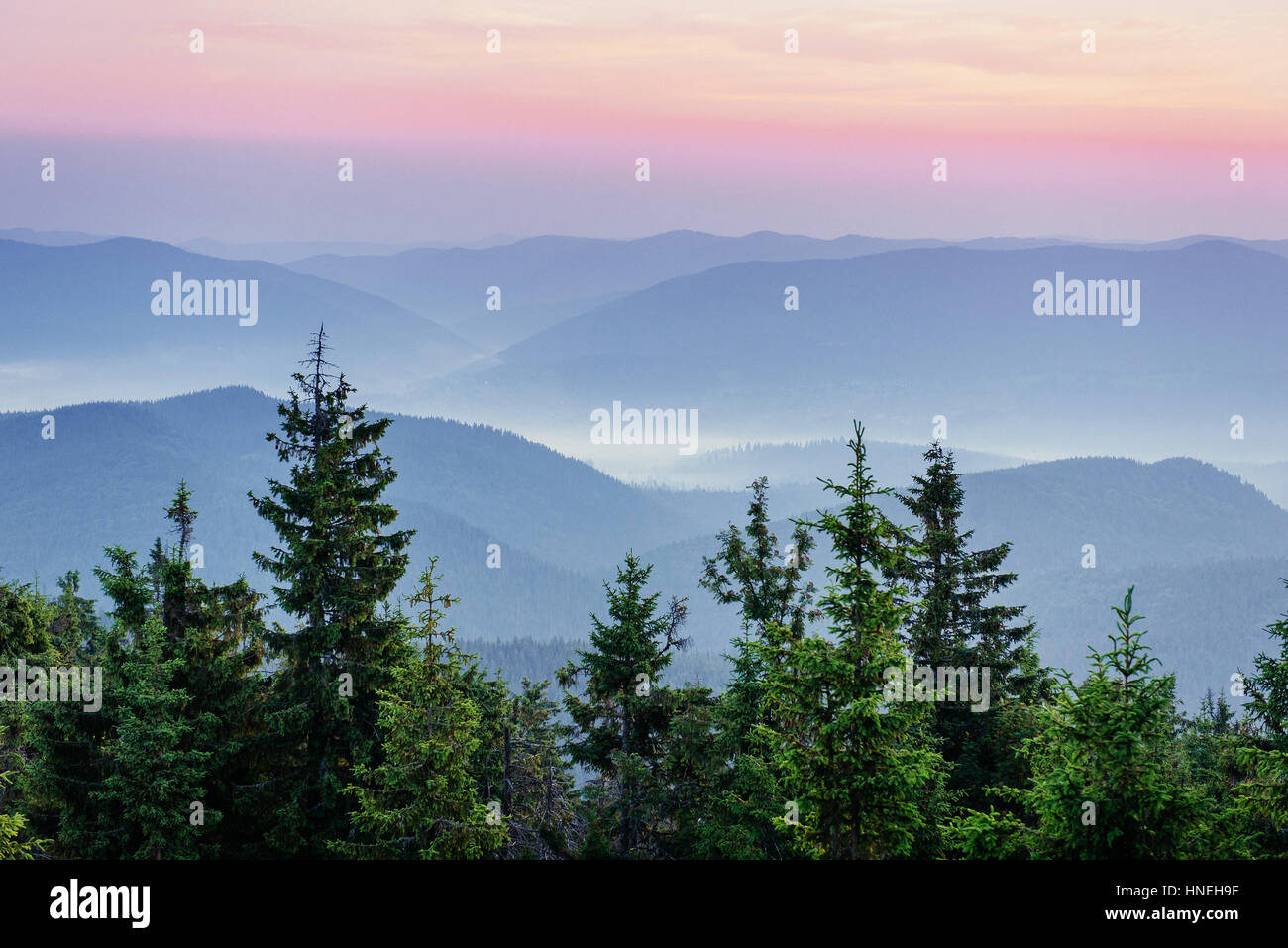 Pine tree forest Stock Photo - Alamy