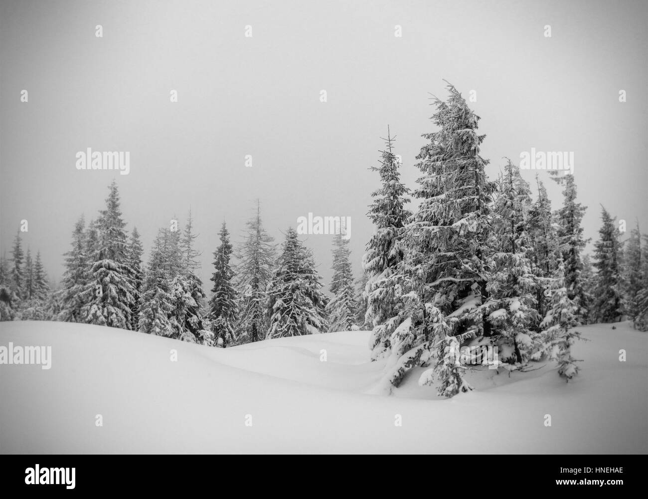 winter landscape trees in frost and fog Stock Photo - Alamy