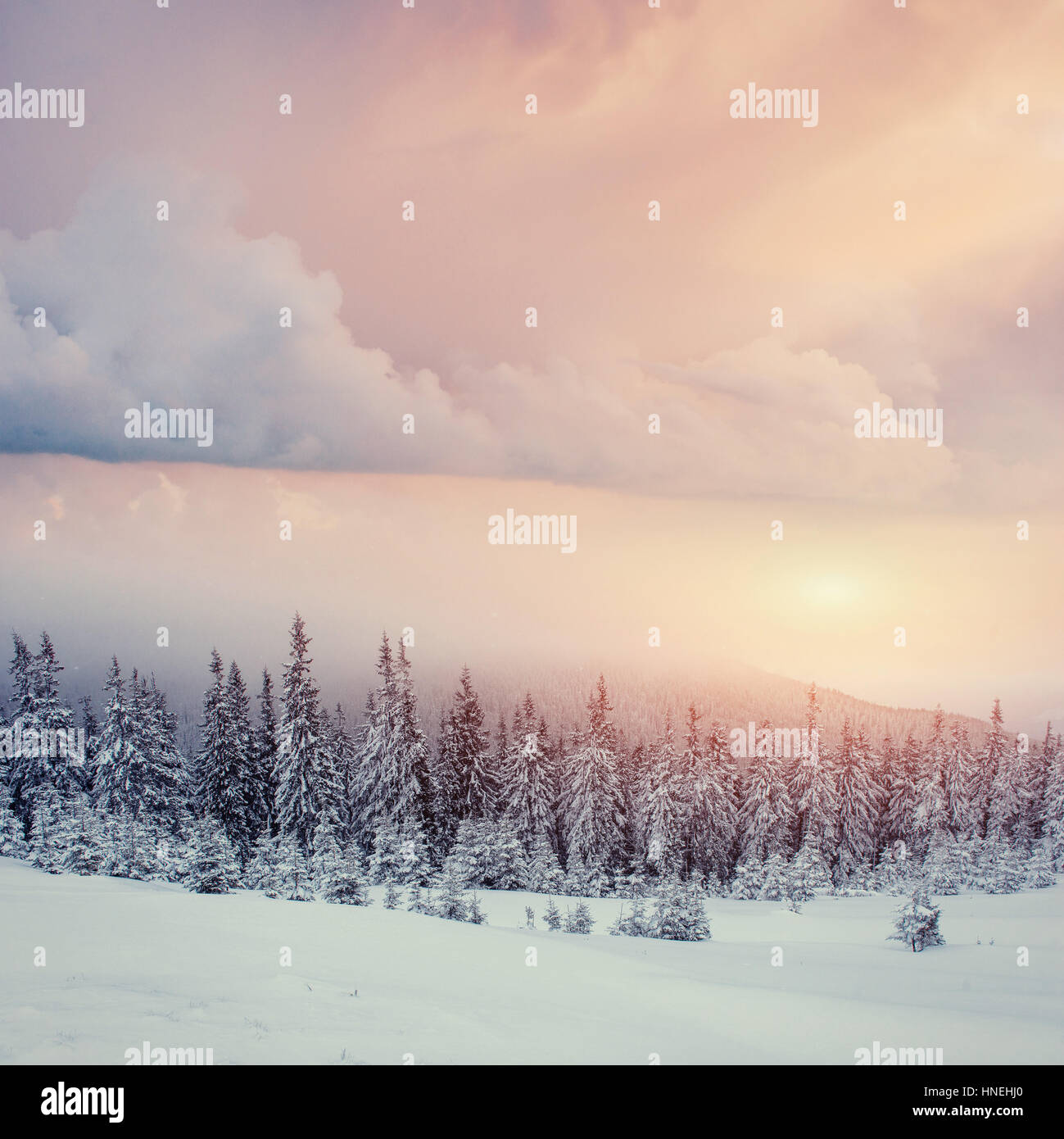 magical winter snow covered tree Stock Photo - Alamy