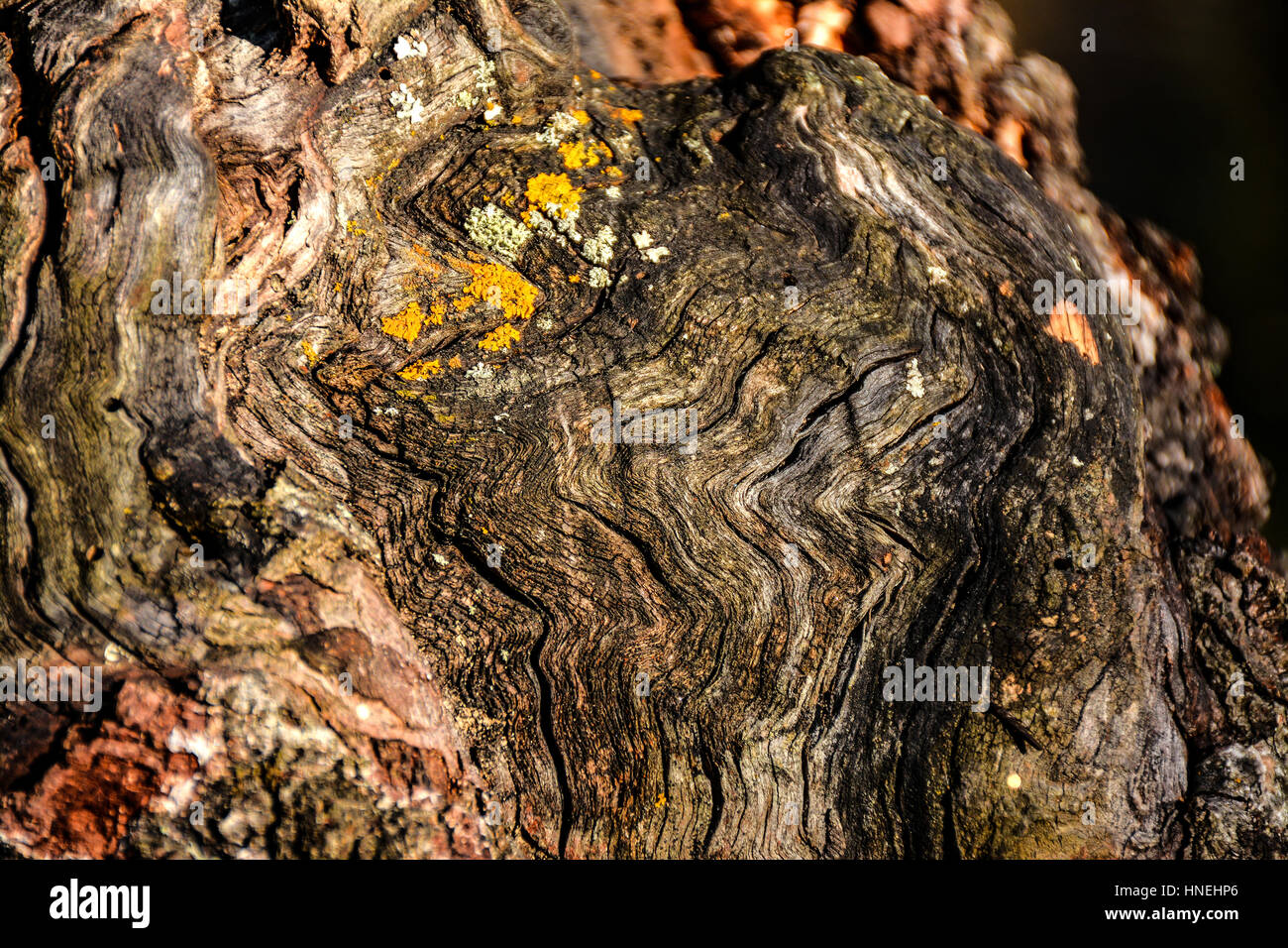 Old tree with the knot Stock Photo - Alamy