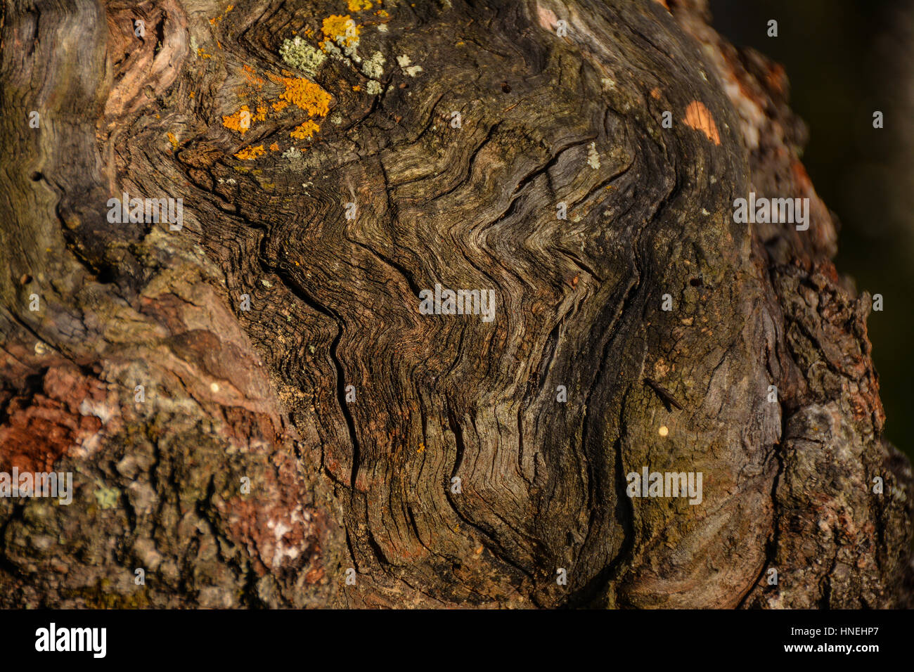 Old tree with the knot Stock Photo - Alamy