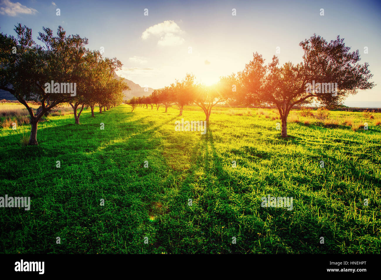 Tree shadow with sunset Stock Photo - Alamy