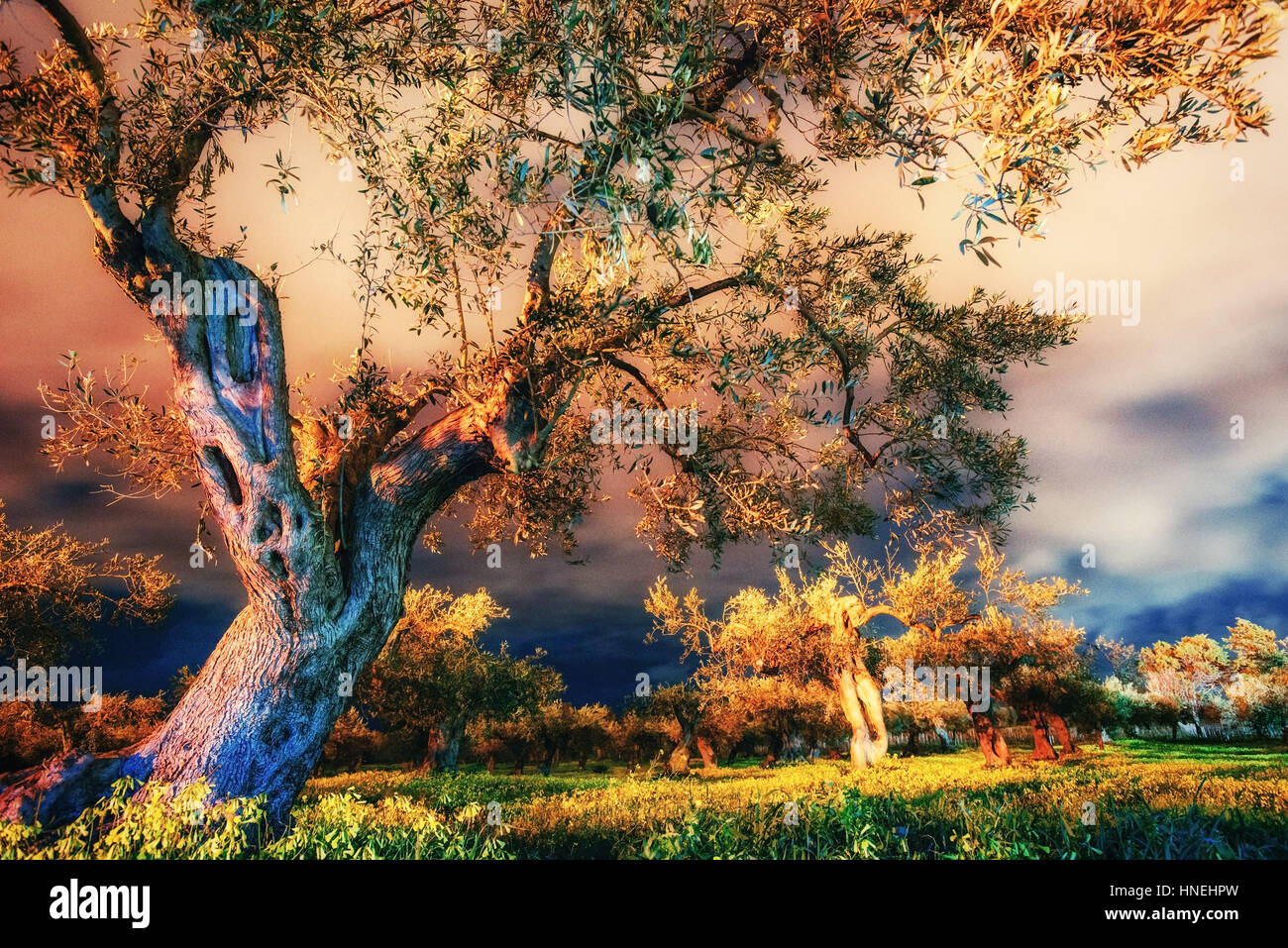 Trees under the stars Stock Photo - Alamy