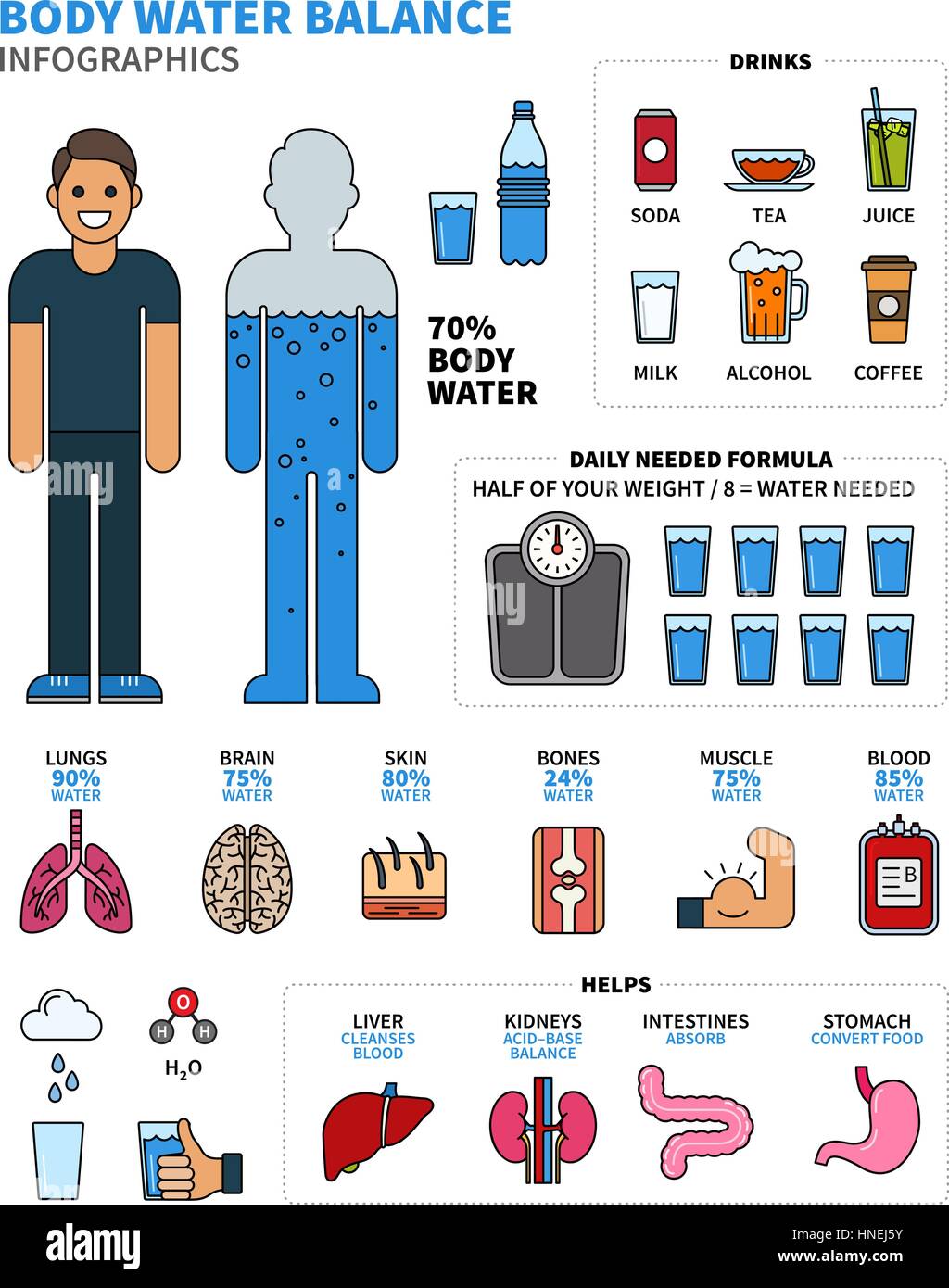 Body Water Infographics with Human Organs, Drinks and Calculation ...