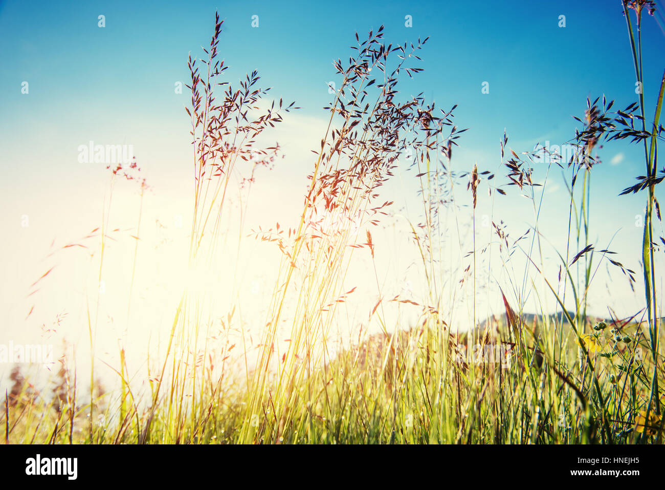 The sun's rays breaking through the grass Stock Photo - Alamy