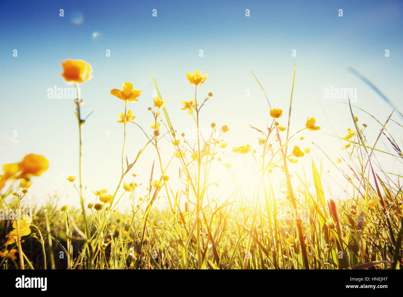 The sun's rays breaking through the grass Stock Photo - Alamy
