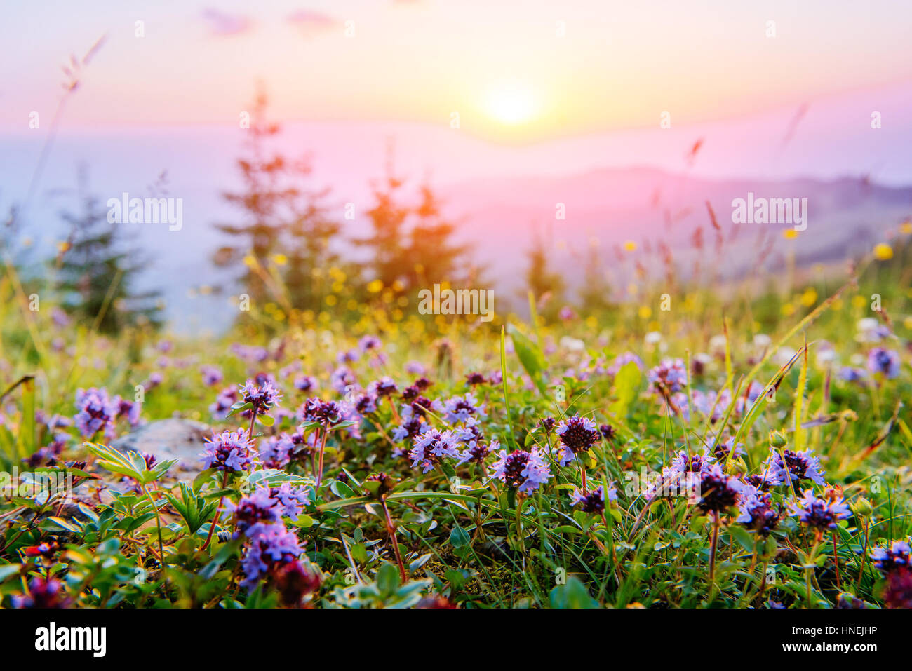 wildflowers in the mountains at sunset Stock Photo - Alamy